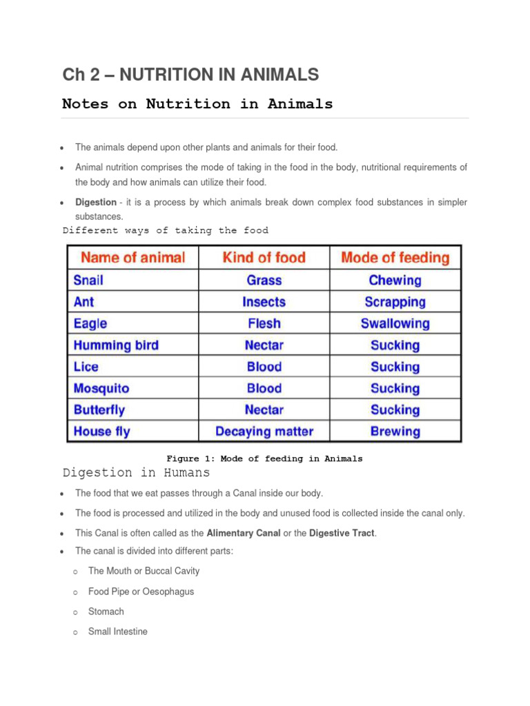 BIO CH 2 Nutrition in Animals Notes | PDF | Wellness