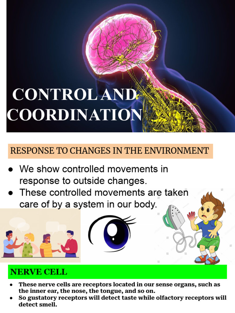 Control and Coordination | PDF | Senses | Stimulus (Physiology)
