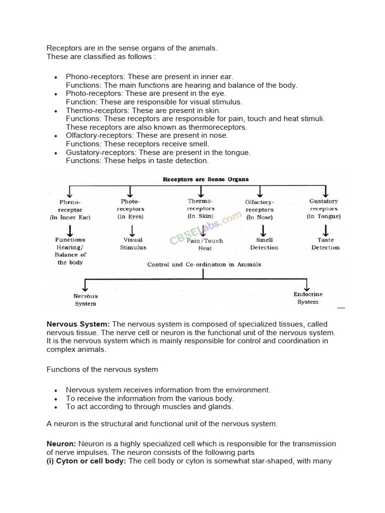 Control And Coordination Pdf Neuron Nervous System