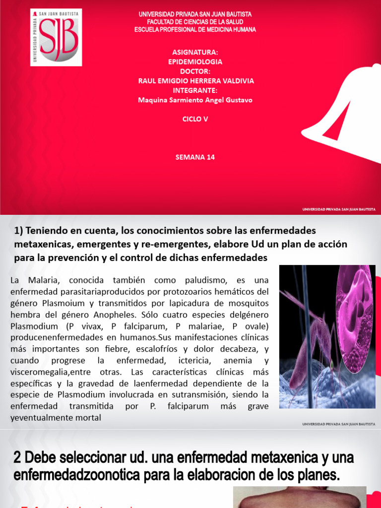 PLANTILLA SJB | PDF