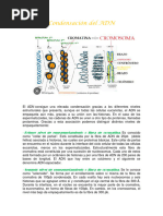 Niveles de Compactacion Del Adn | PDF | Cromatina | Cromosoma