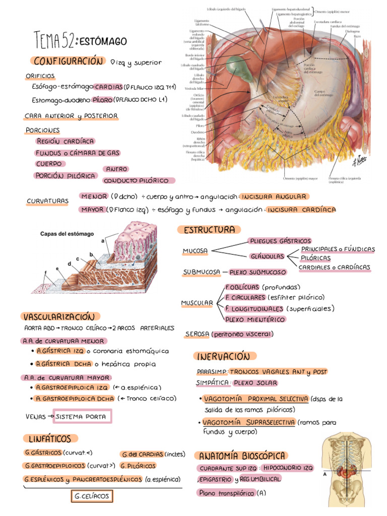 Anatomía y Estructura del Estómago | PDF | Estómago | Medicina CLINICA