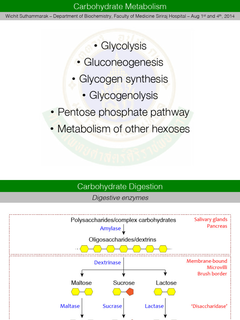 Carbohydrate Metabolism Overview | PDF