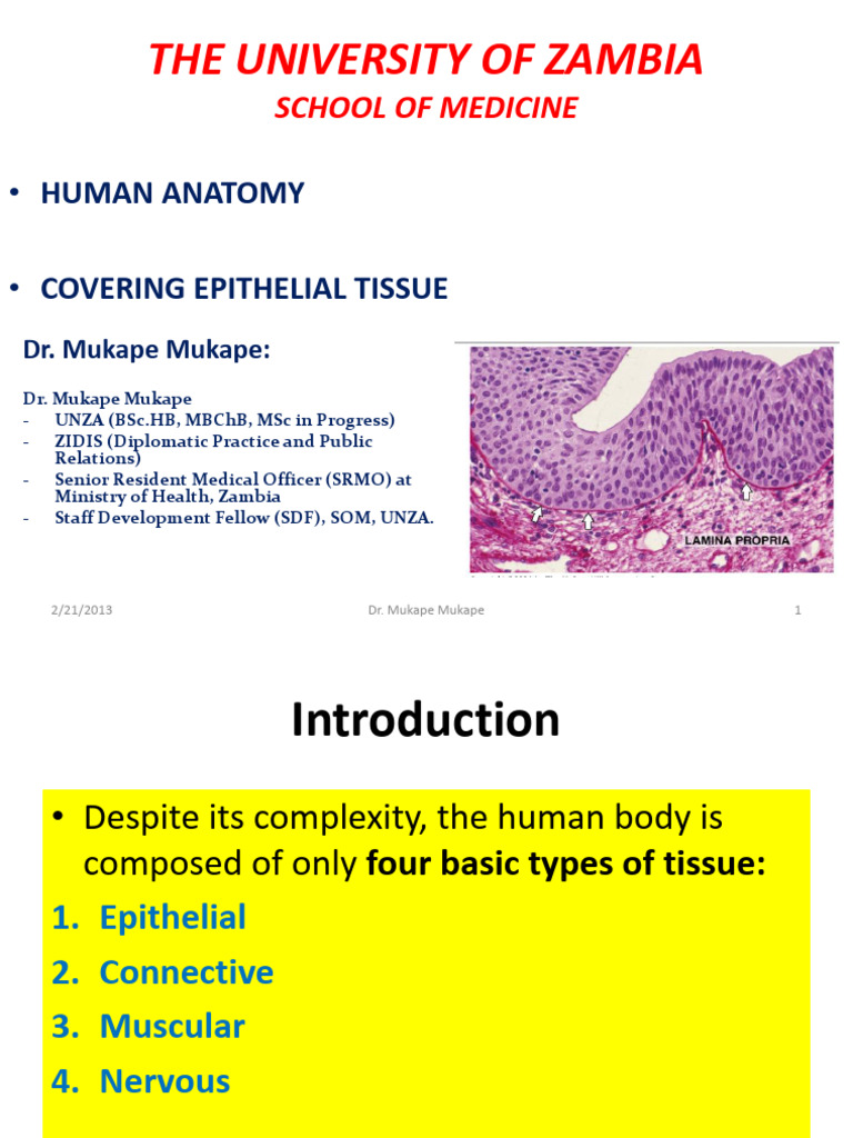 Covering Epithelial Tissue | PDF | Epithelium | Tissue (Biology)