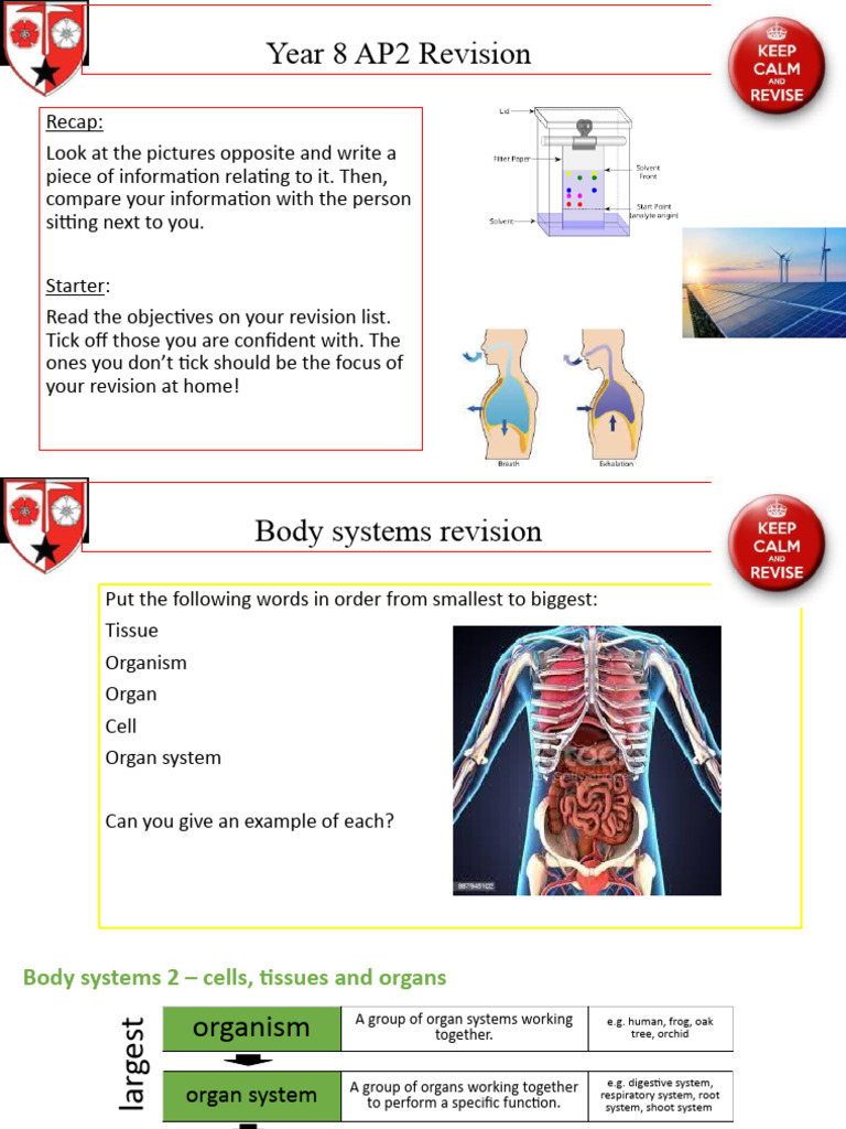 Y8 AP2 Revision Lesssons | PDF | Cellular Respiration | Breathing