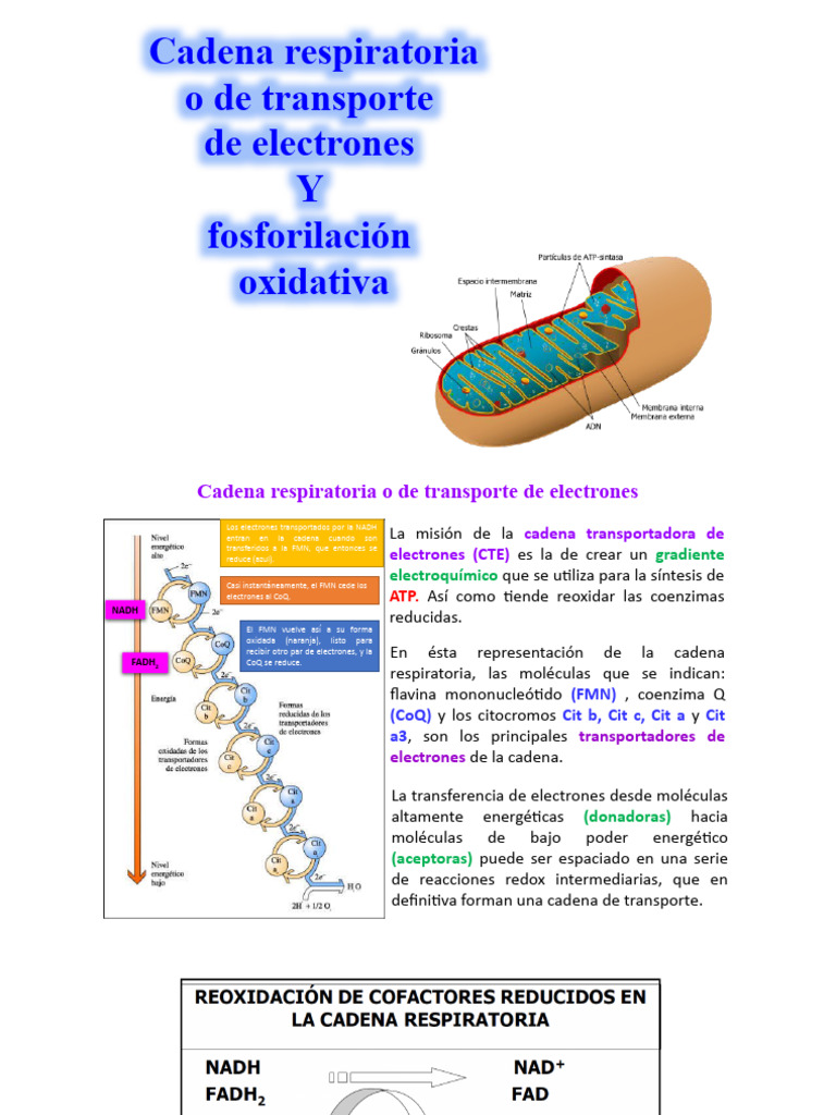 Cte y Fo (Alumnos) | PDF | Cadena de transporte de electrones | Trifosfato de adenosina