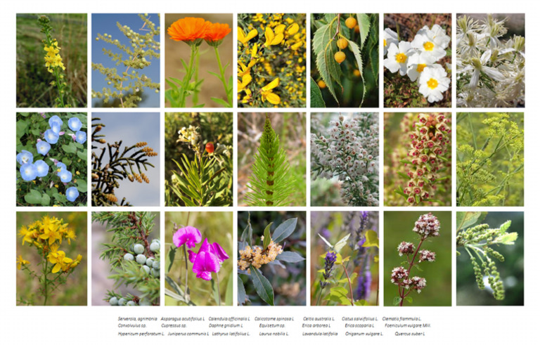 Flora Autòctona | PDF