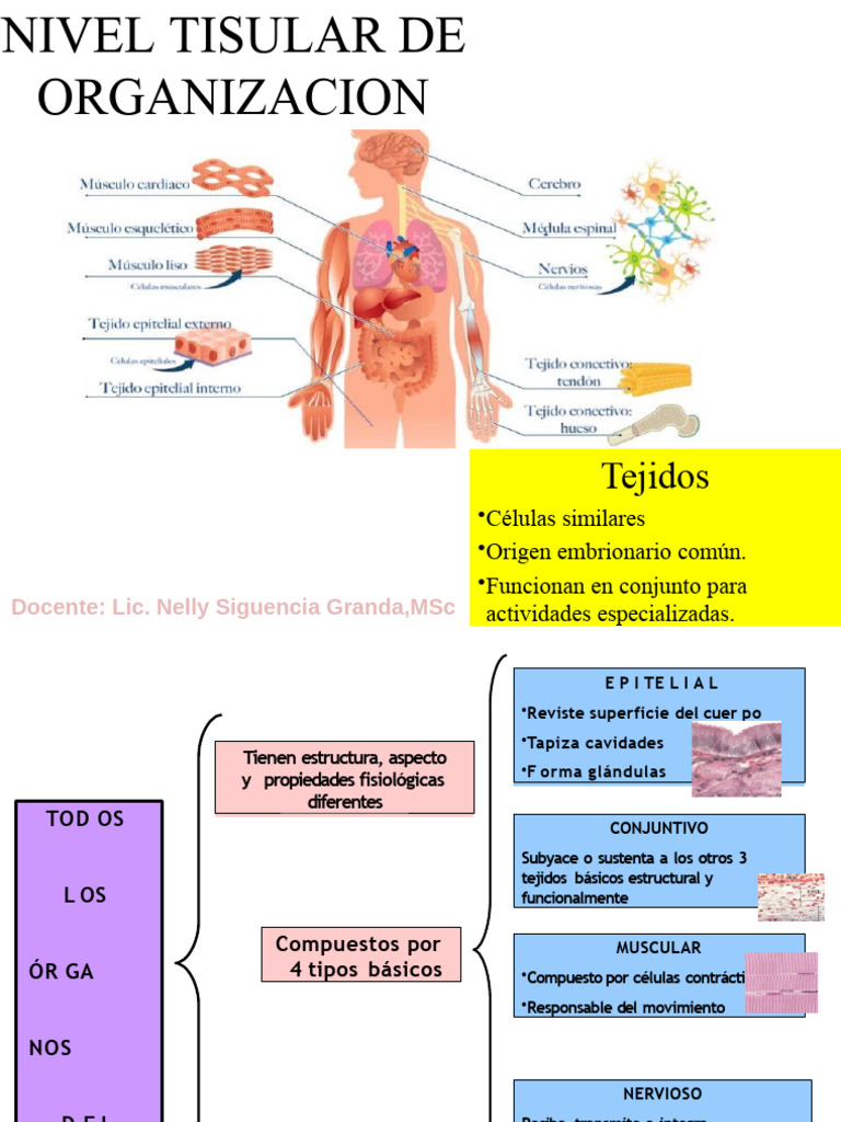 Nivel-Tisular Clase 2 | PDF