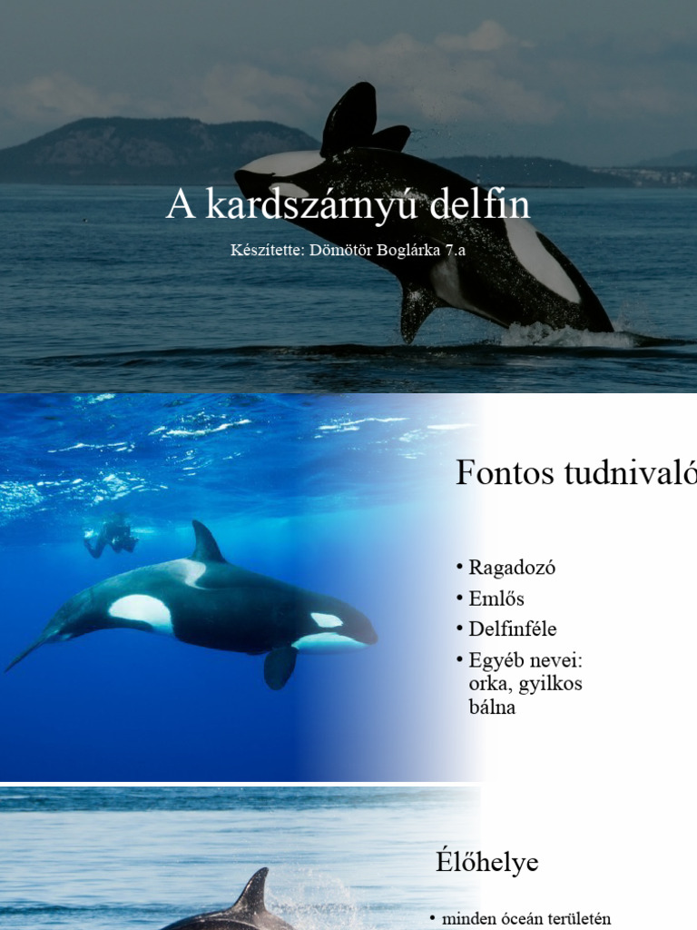 A KardszÃ¡RnyÃº Delfin | PDF