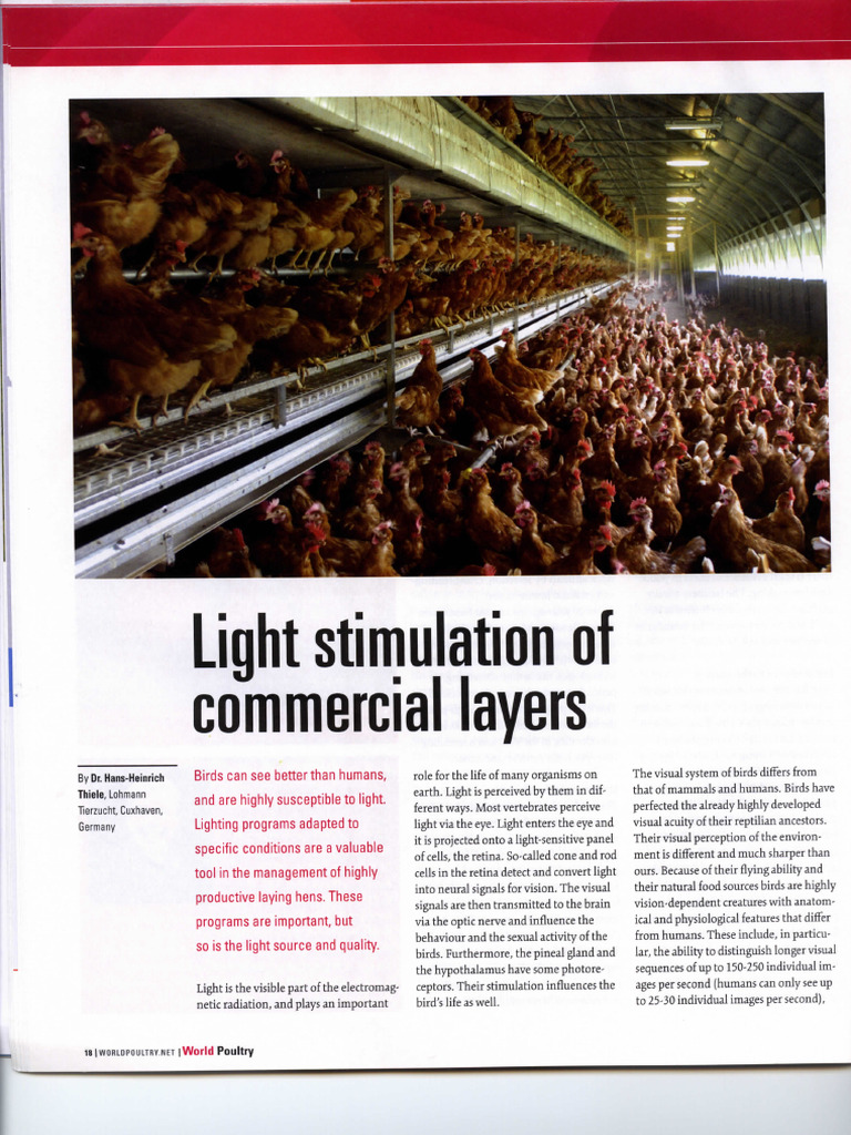 Light Stimulation of Commercial Layers | PDF