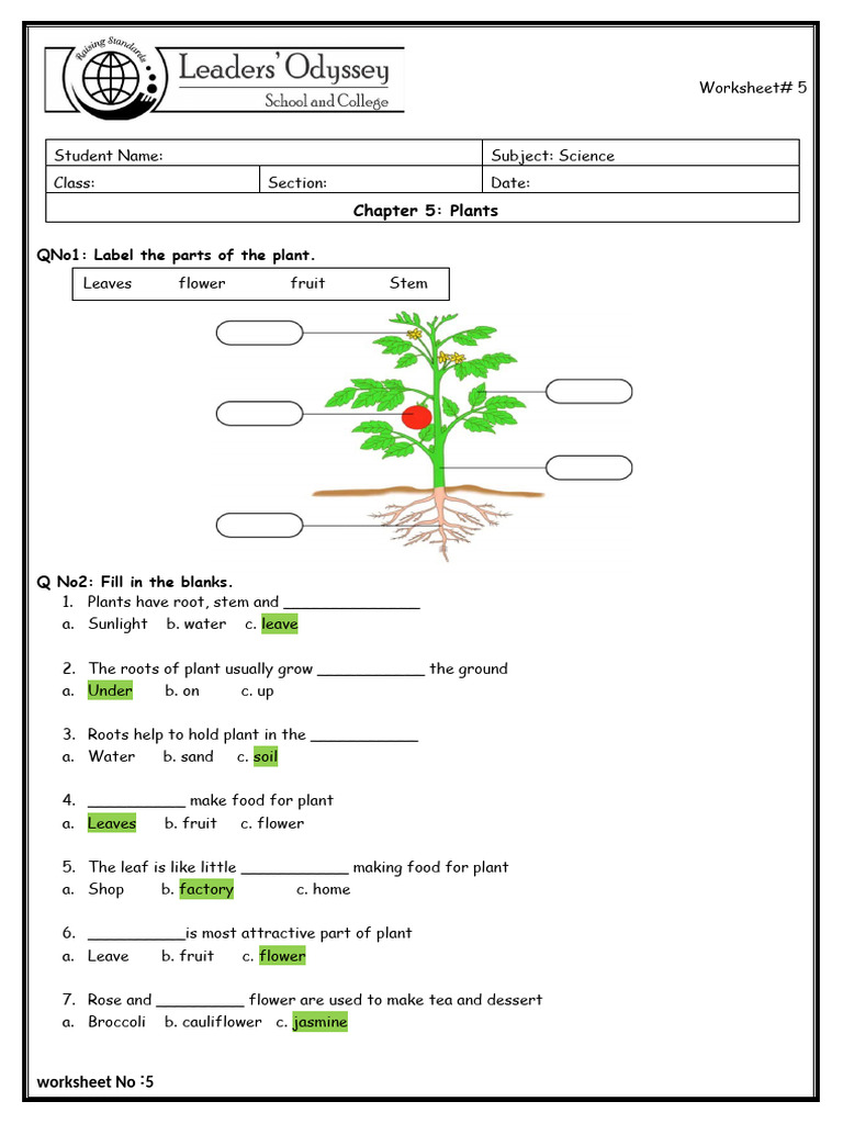 Grade 5 Plant Parts Worksheet | PDF