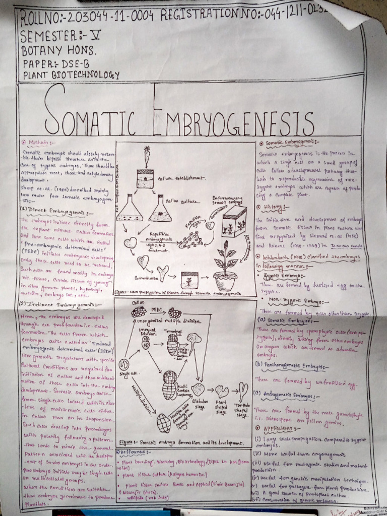 Somatic Embryogenesis | PDF