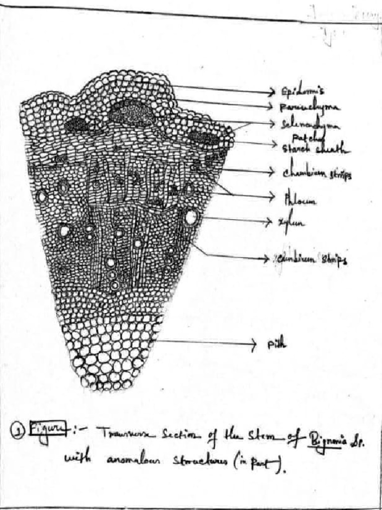 Anatomy Drawing | PDF
