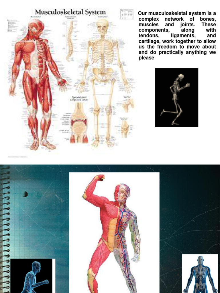 Mus Culo Skeletal System | PDF