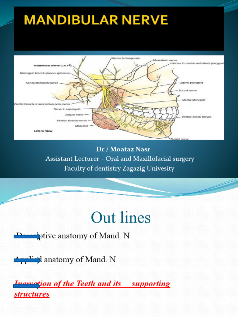 Mandibular Nerve | PDF | Mouth | Human Anatomy