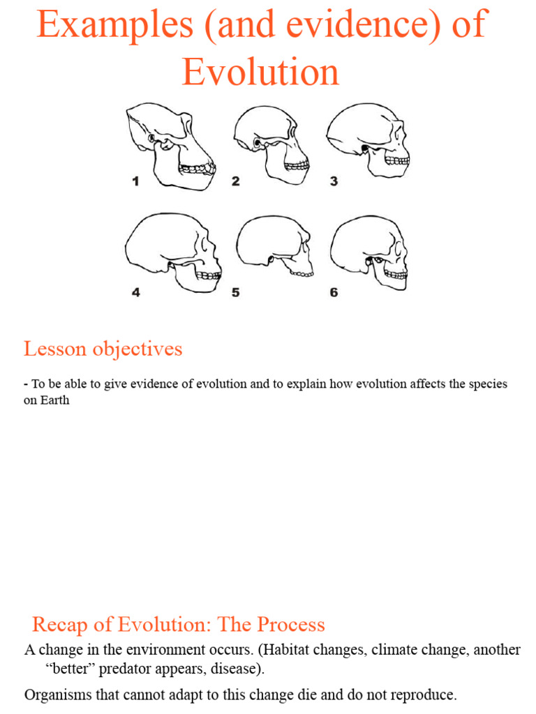 Lesson 5 - Evidence of Evolution (MaHa) | PDF