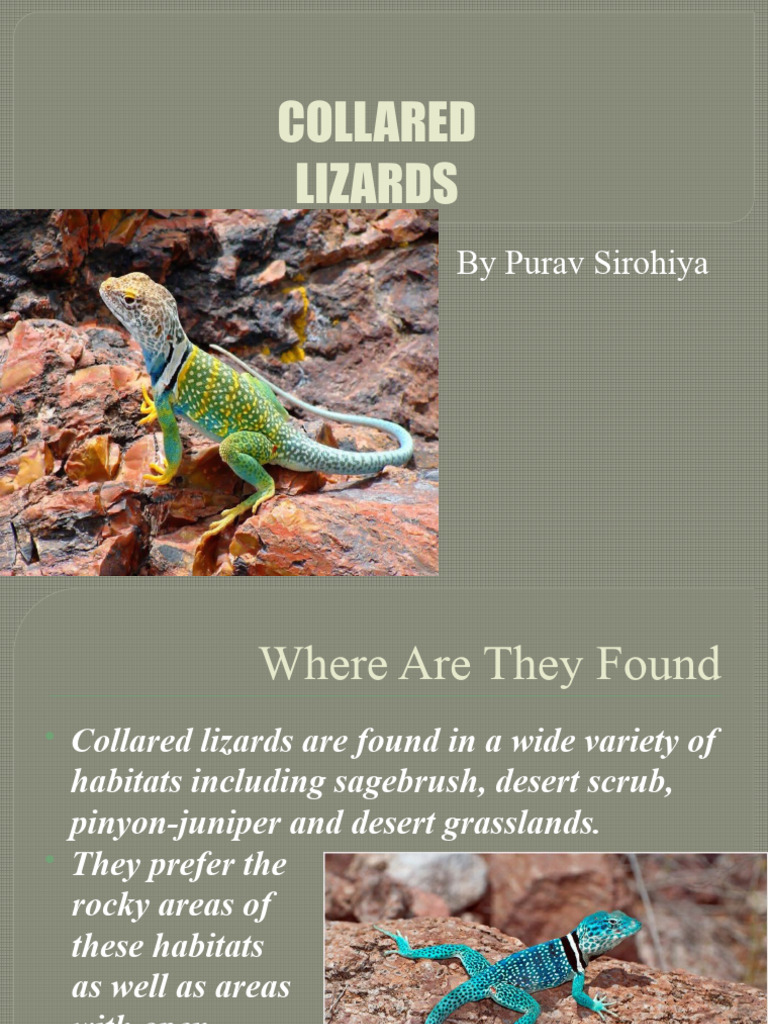 Collared Lizards | PDF | Science & Mathematics