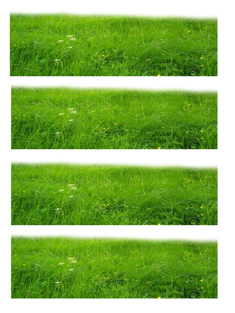 Grass | PDF