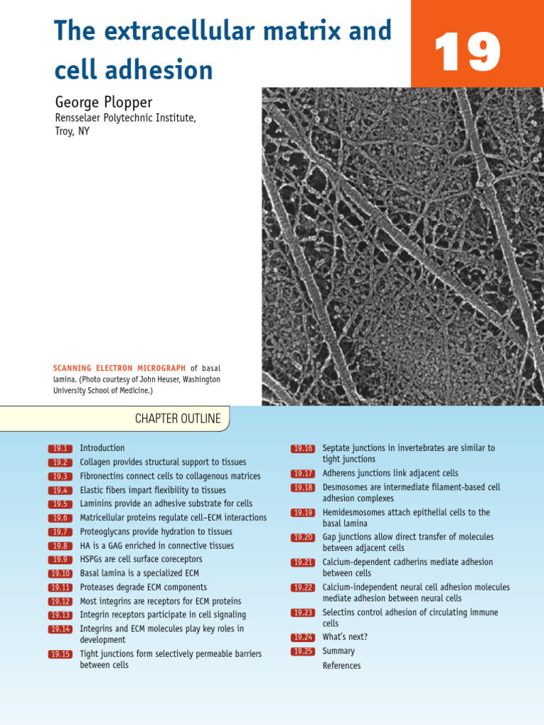 Lewin's Cells 3rd Ed 2015 Ranit-855-914 | PDF | Cell Adhesion ...