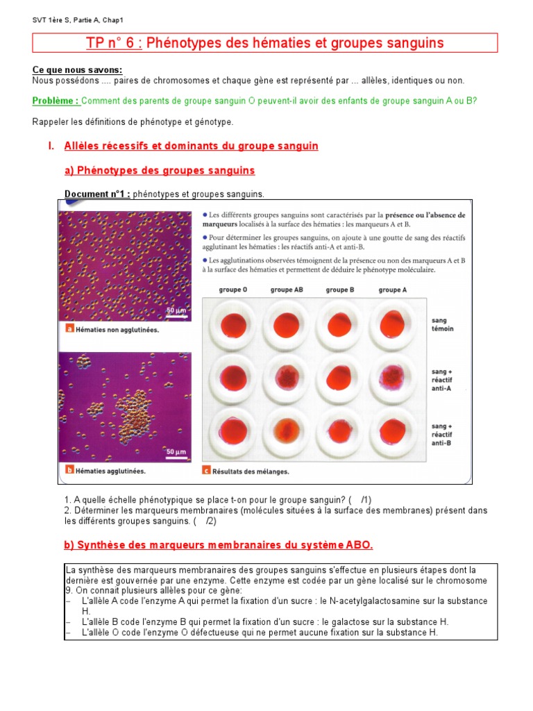 TP n°6 (1ereS) | Groupe sanguin | Allèle