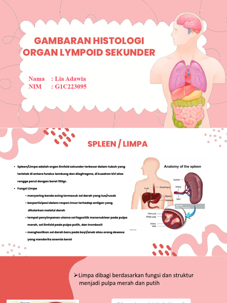 Histologi Organ Limfa | PDF | Sains & Matematika
