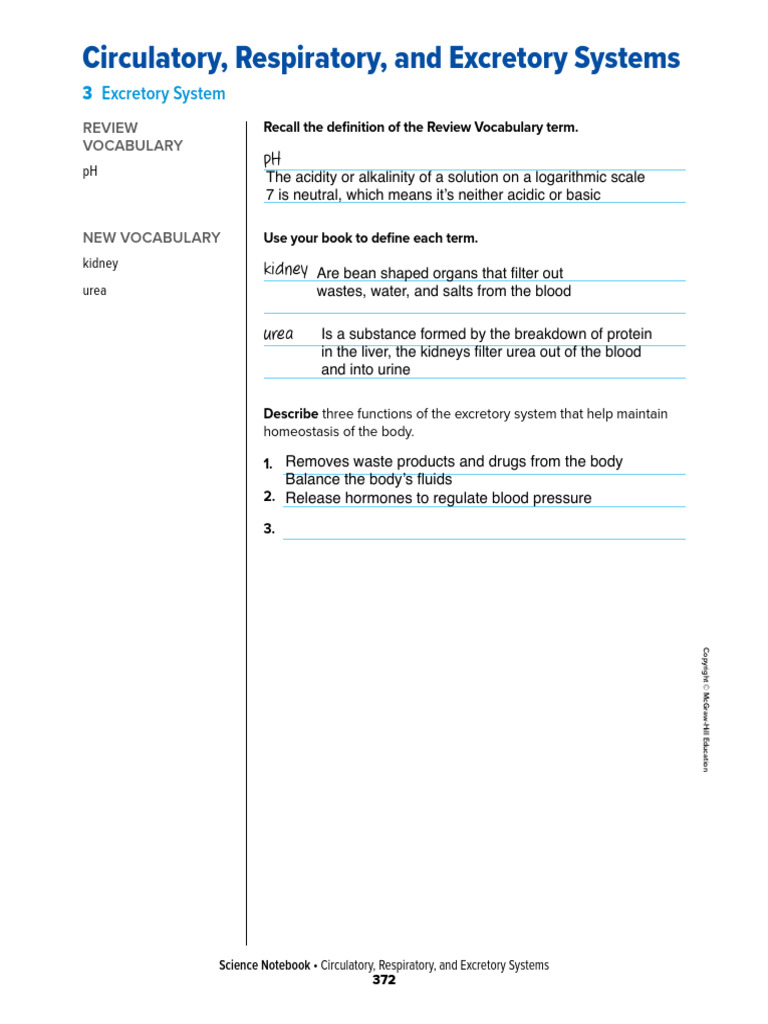 Edited - The Excretory System Worksheet | PDF | Kidney | Urine
