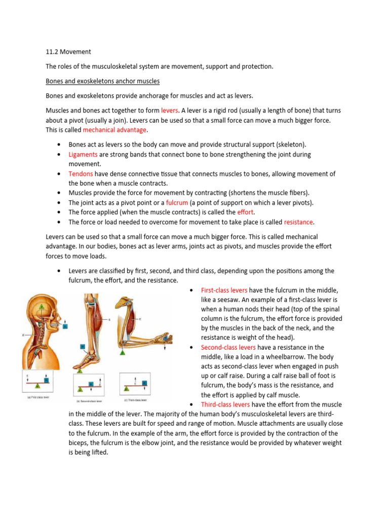 IB Biology HL: 11.2 Movement | PDF
