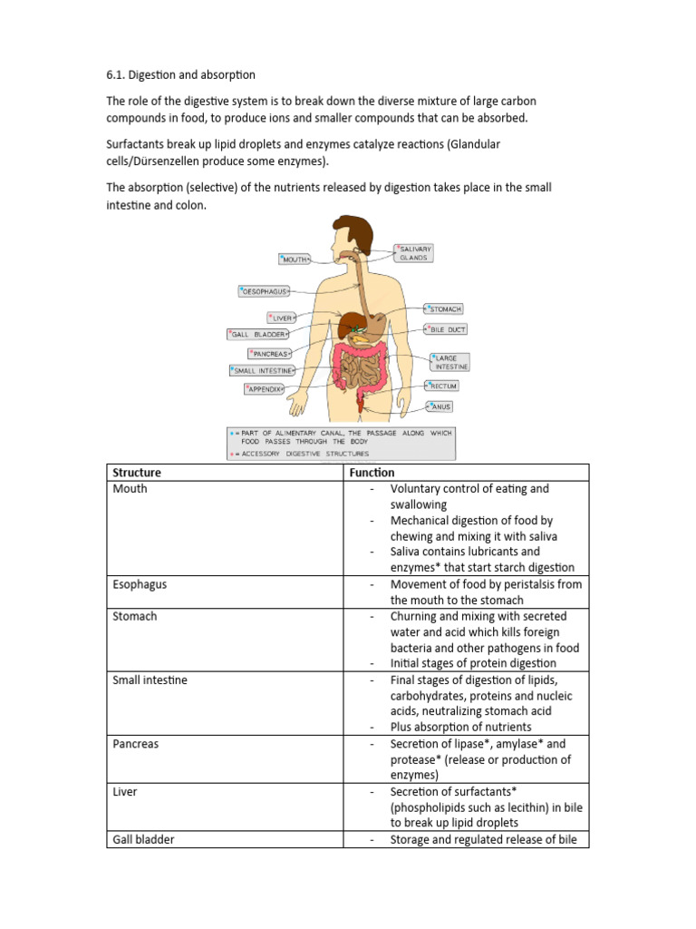 IB Biology HL: 6.1. Digestion and Absorption | PDF | Wellness
