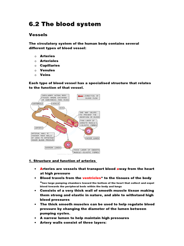 Structure and Function of Blood Vessels | PDF | Artery | Atrium (Heart)