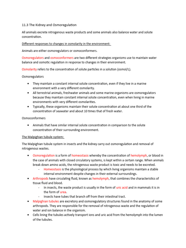 IB Biology HL: 11.3 The Kidney and Osmoregulation | PDF