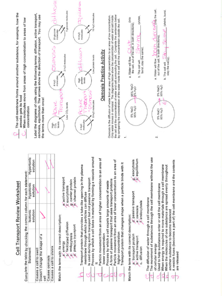 Transport Review Answer Keys | PDF