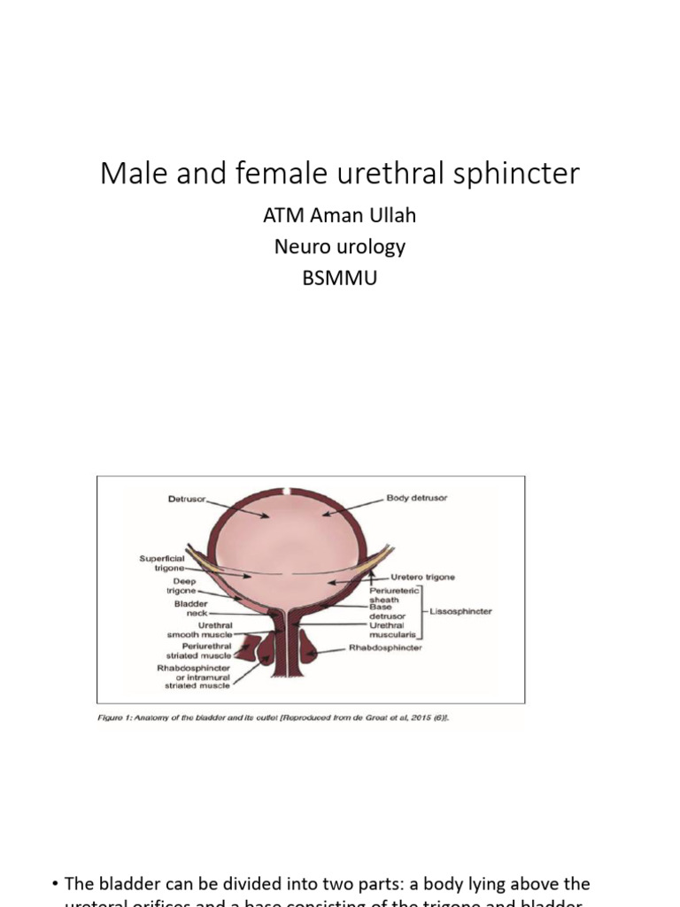 Male vs Female Urethral Anatomy | PDF | Urinary Incontinence | Skeletal ...