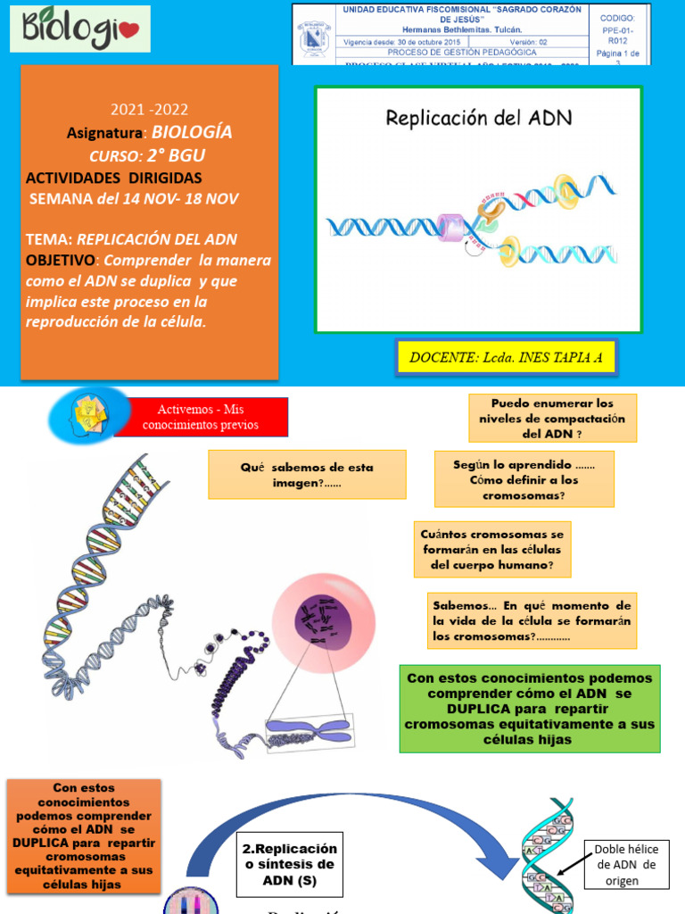 Clase 3 Replicación Adn. 2°bgu | Descargar gratis PDF | Replicación De Adn | Adn