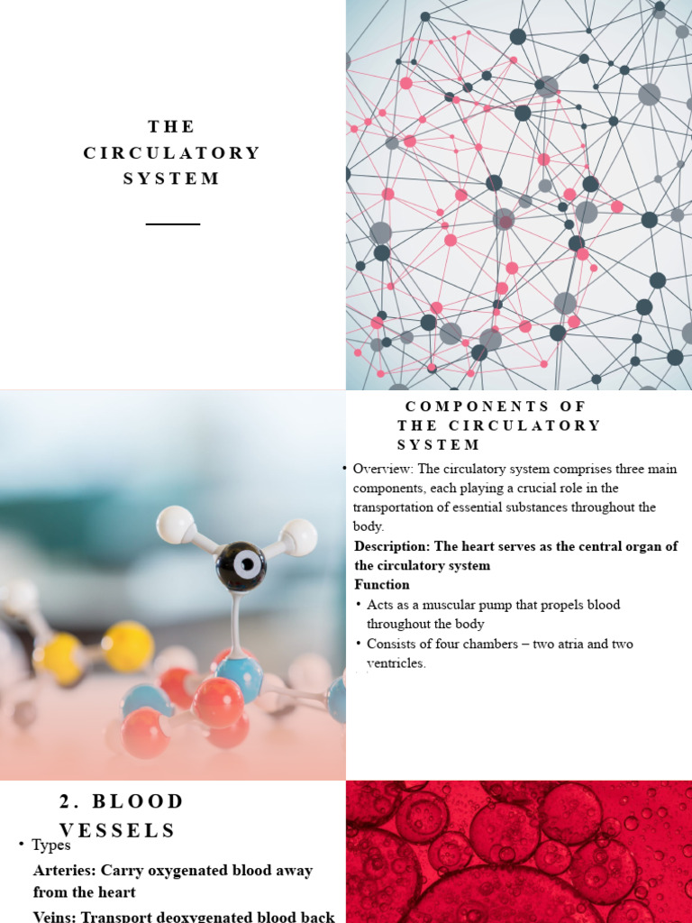 Circulatory System | PDF