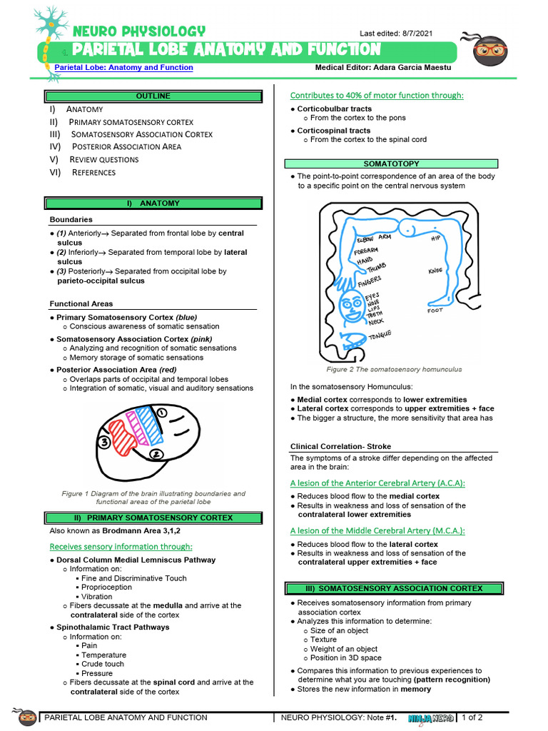 Cerebrum Parietal Lobe Anatomy & Function Atf | PDF | Cerebral Cortex ...