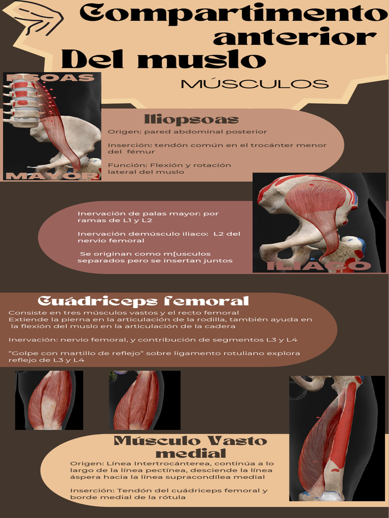 Infografía MUSLO | PDF | Tejido suave | Rodilla
