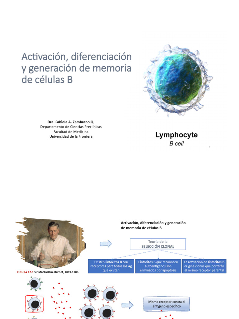 10 Clase - Activación, Diferenciación y Generacion de Celulas de Memoria | PDF | Célula B ...