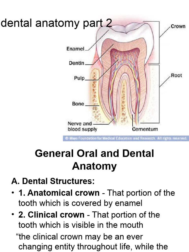 2.dental Anatomy Part 2 | PDF | Dental Anatomy | Tooth
