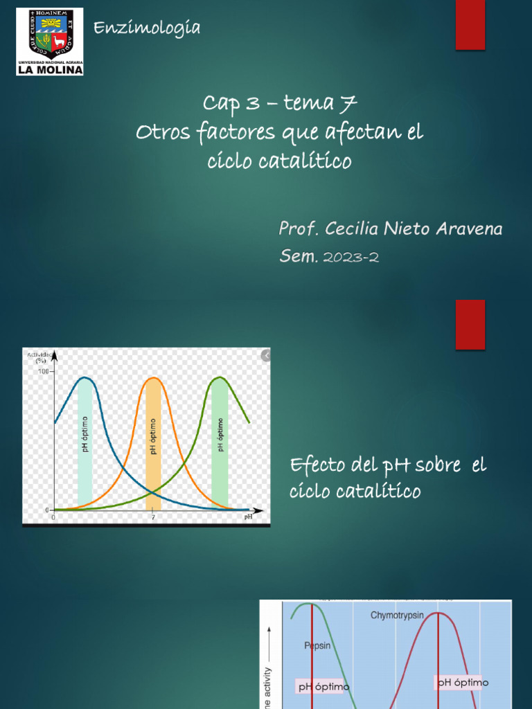 Tema 7. Otros factores que afectan la velocidad de las rxs enzimáticas | PDF | Enzima | La ...