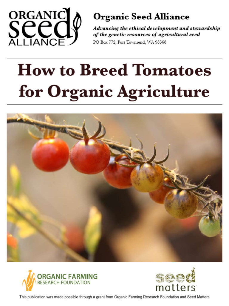 Breeding Tomatoes OSA 1 1 | PDF | Plant Breeding | Tomato