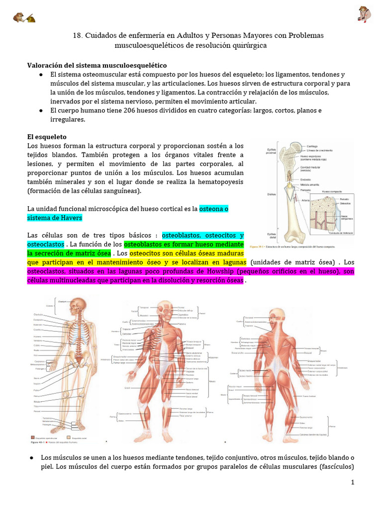 Clase 18 | PDF | Articulación | Sistema musculoesquelético