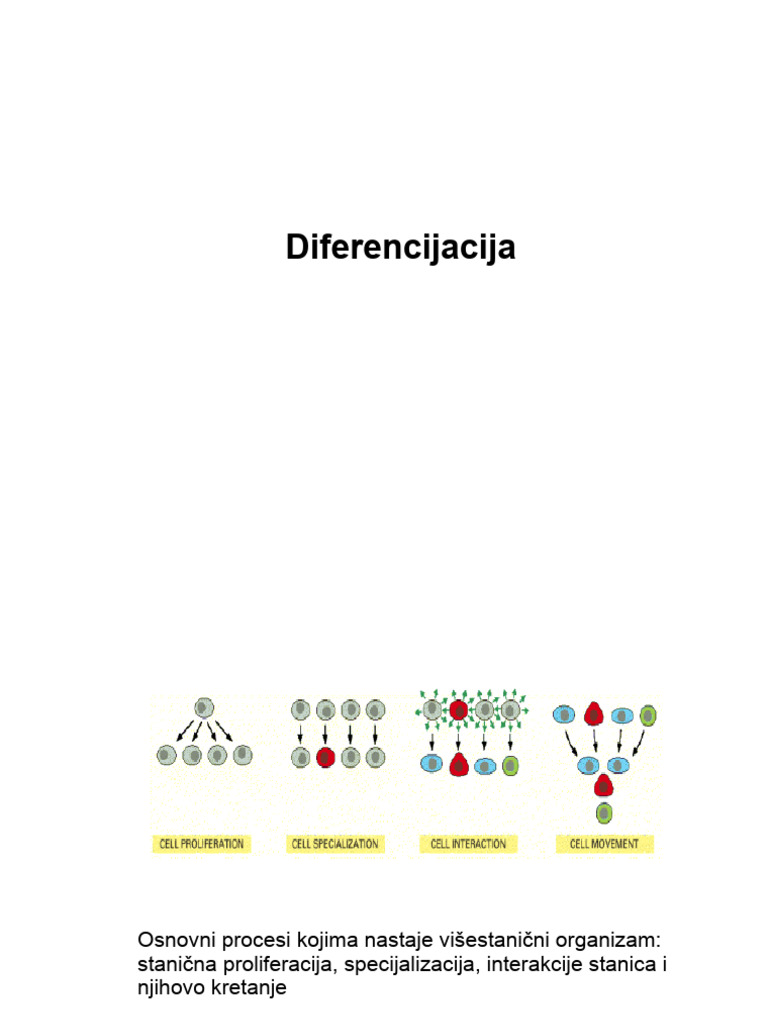 Diferencijacija - MBS | PDF