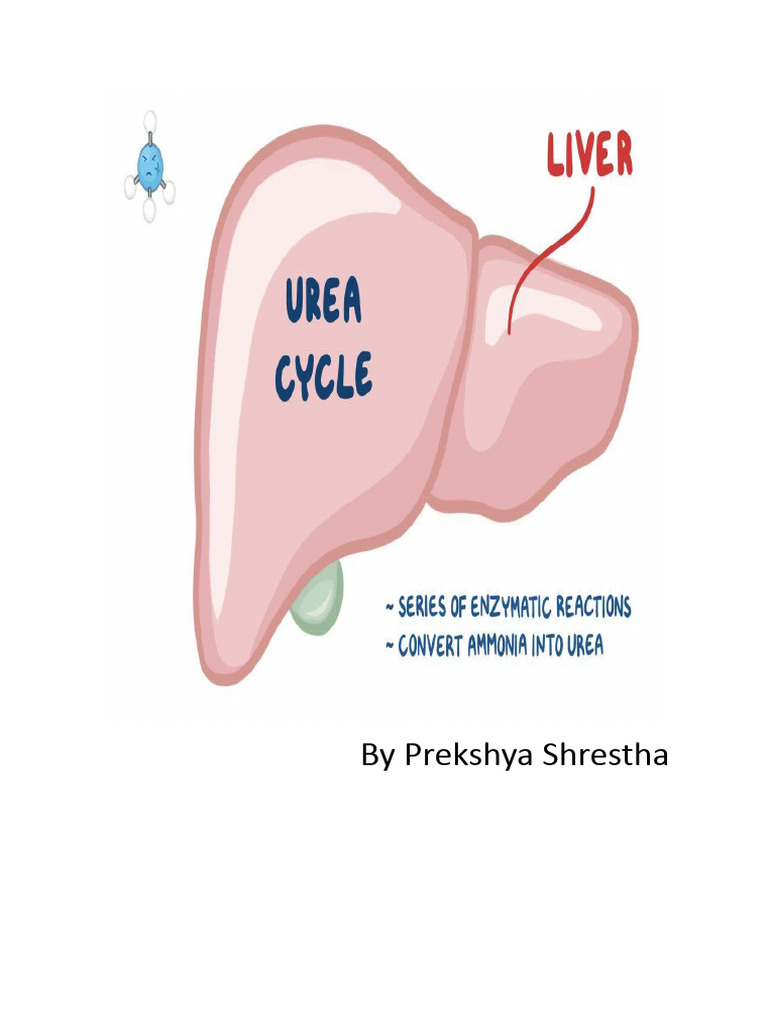 Urea Cycle | PDF