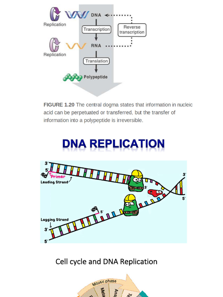 Sintesís de DNA y Síntesis de Proteínas | PDF | Dna Replication ...