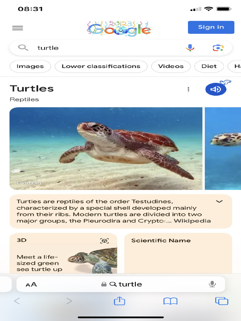 Turtle - Google Search | PDF