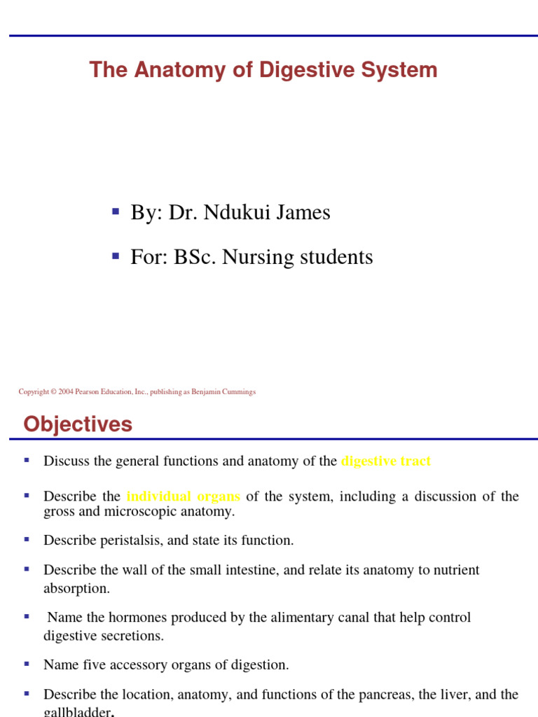 Anatomy of The Digestive System-Notes | PDF | Liver | Stomach