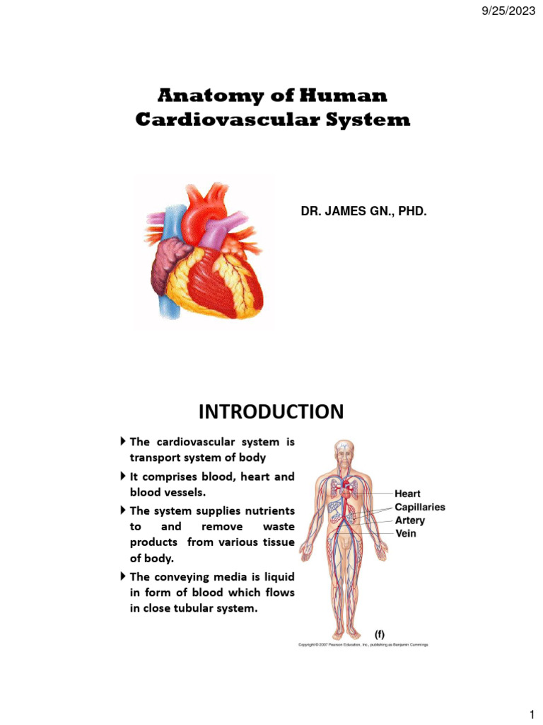 CVS Anatomy 002 | PDF | Travel