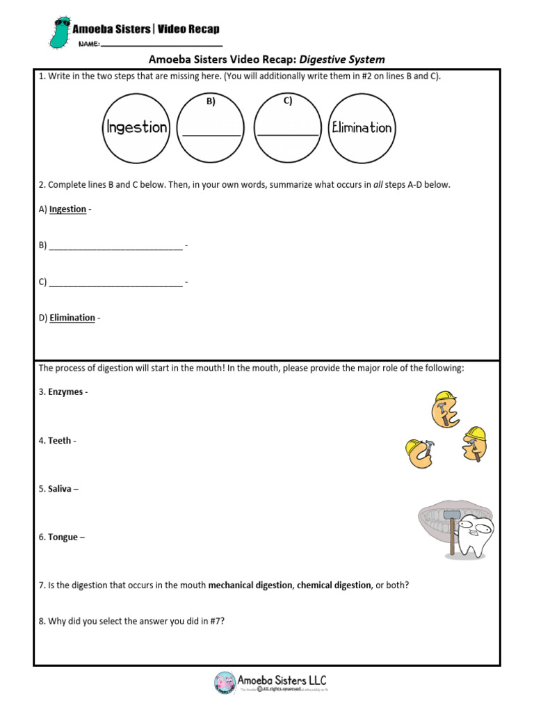 Video Recap of Digestive System by Amoeba Sisters | PDF