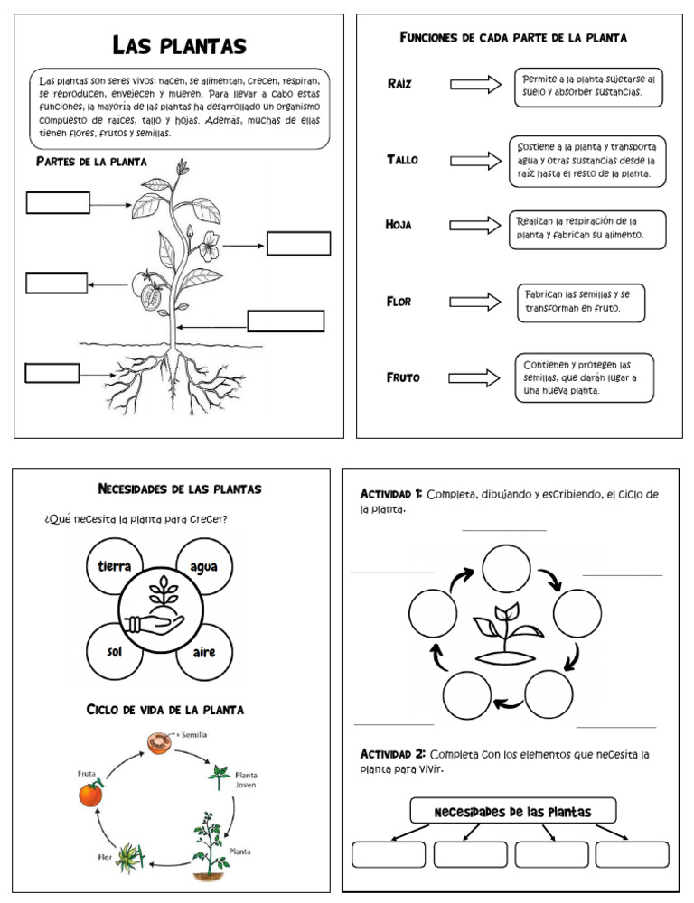Las Plantas | PDF | Plantas | Raíz