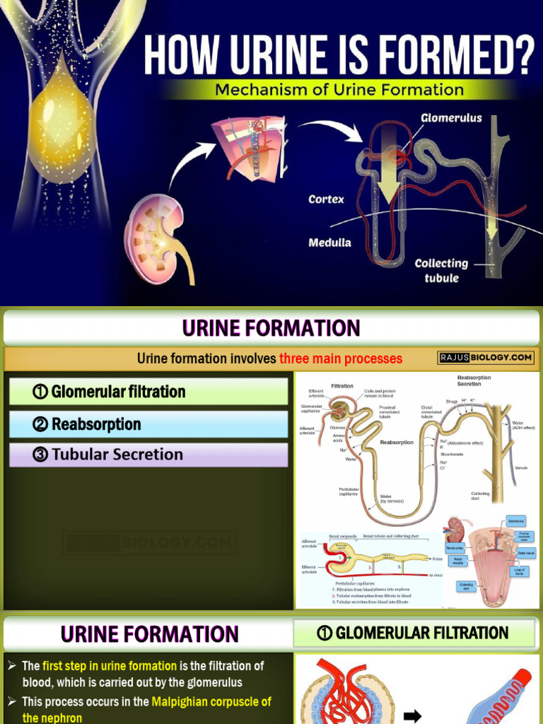 Urine Formation - Human Excretory System | PDF | Physiology | Anatomy